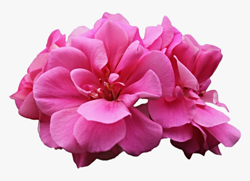 Thumb Image - Pink Geranium Flower Png, Transparent Png , Transparent ...