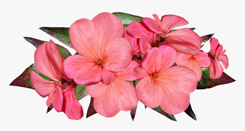 Geranium, Pink, Flowers, Garden, Nature, Cut Out - Geranium Flower ...
