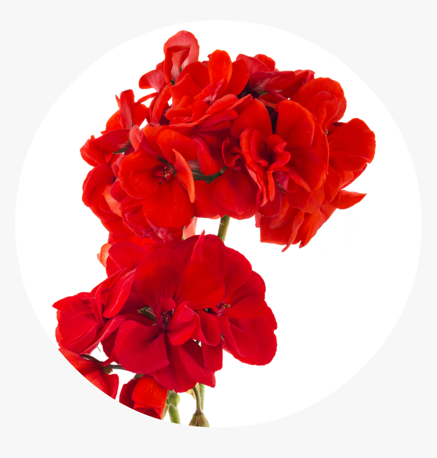 Geranium Png, Transparent Png , Transparent Png Image - PNGitem