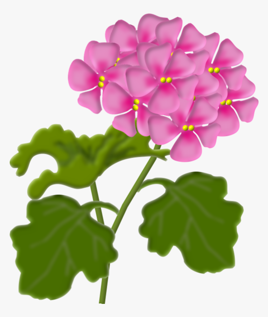 Transparent Geranium Png - Geranium Flower Clipart, Png Download ...