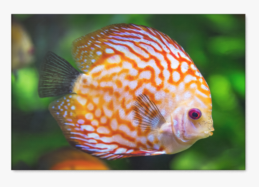 Discus Fish, HD Png Download , Transparent Png Image - PNGitem