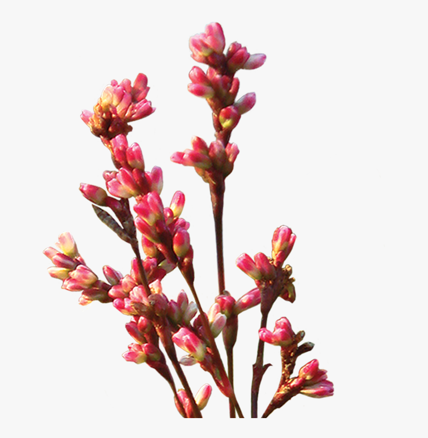 Transparent Indigo Plant Clipart - Crape Myrtle, HD Png Download ...