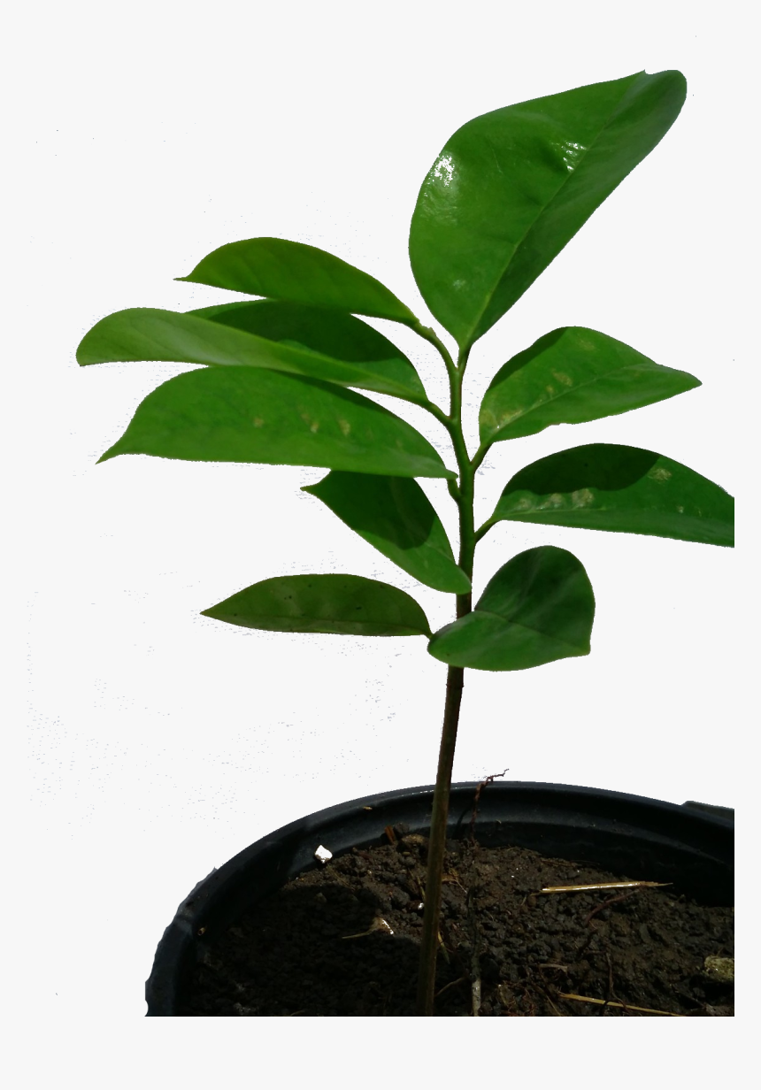 Crape Myrtle Png, Transparent Png , Transparent Png Image - PNGitem