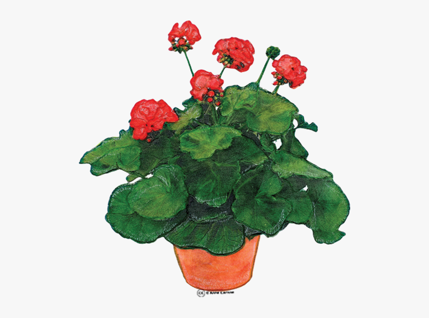 Gratuit Clipart Fleurs - Geranium Zonal, HD Png Download , Transparent ...