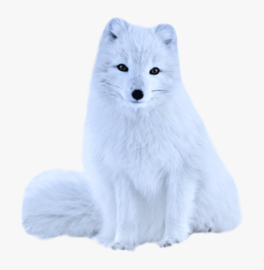 Transparent White Fox Png - White Fox Transparent Png, Png Download ...