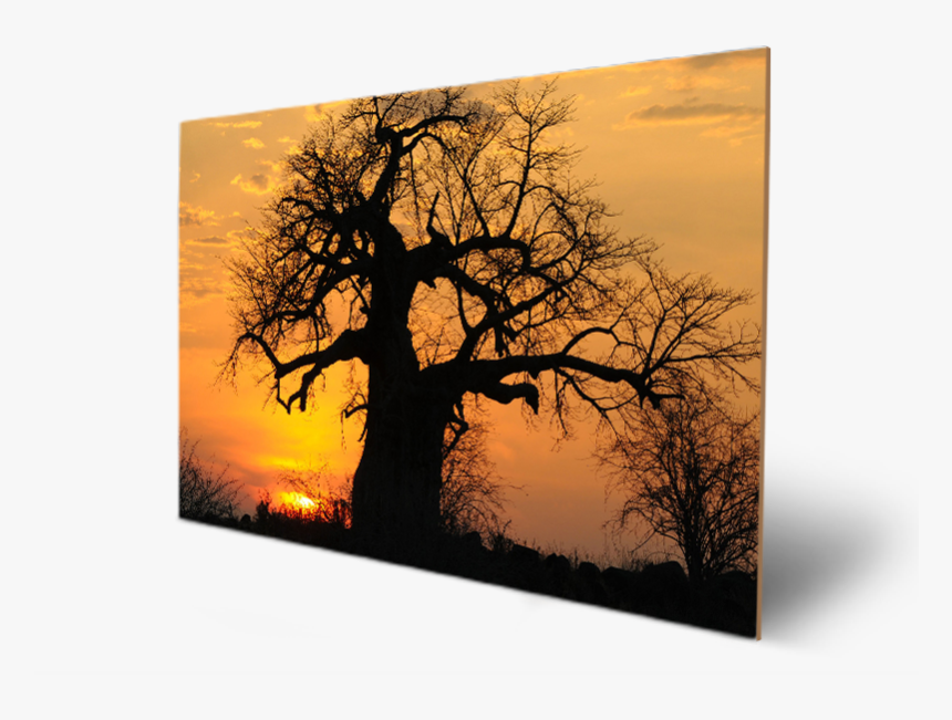 High Resolution Baobab Tree, HD Png Download , Transparent Png Image ...