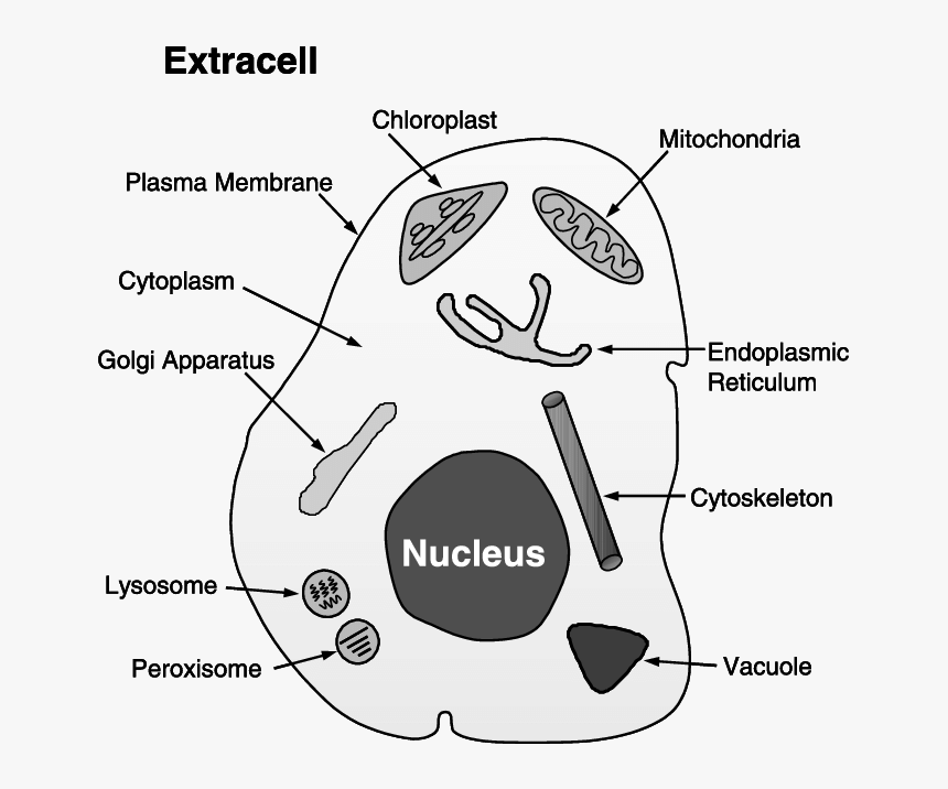 Chloroplast And Cytoplasm, HD Png Download , Transparent Png Image ...