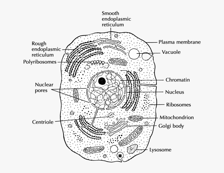 Diagram Of Simple Cell, HD Png Download , Transparent Png Image - PNGitem