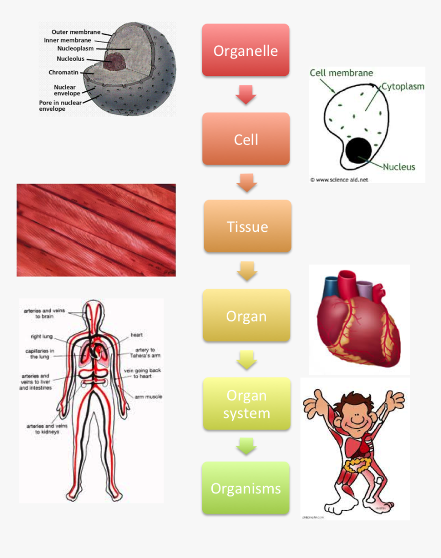 Levels Of Organisation Biology, HD Png Download , Transparent Png Image ...