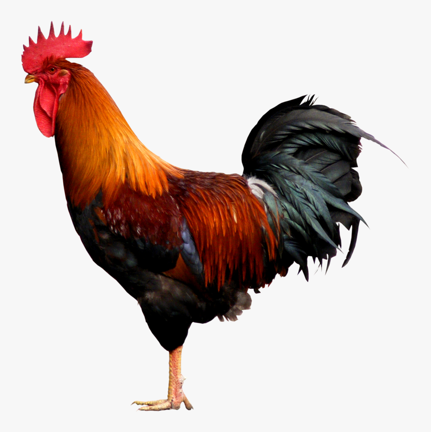Rooster Png, Transparent Png , Transparent Png Image - PNGitem