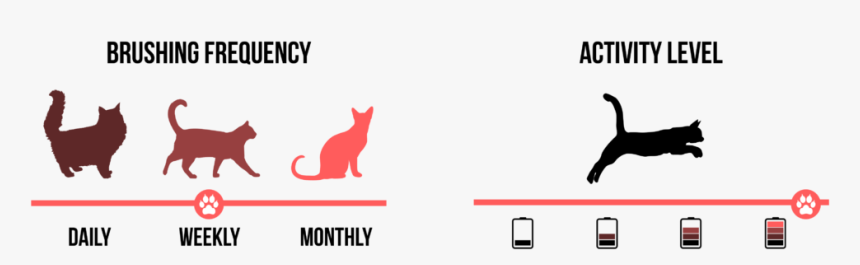 Average Size Of A Munchkin Cat, HD Png Download , Transparent Png Image ...