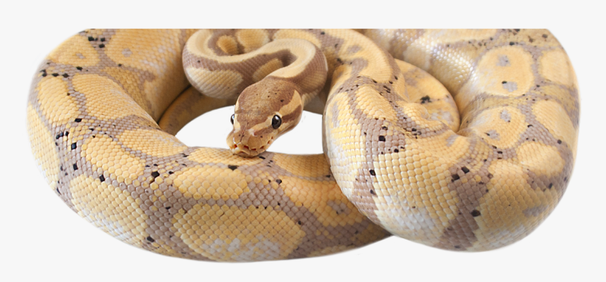 Rock Python, HD Png Download , Transparent Png Image - PNGitem