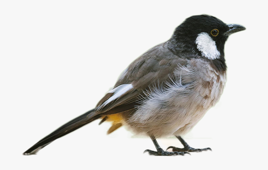 Transparent Chickadee Png - Chickadee Png, Png Download , Transparent ...