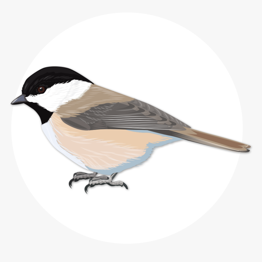 Chickadee Vector North Carolina Svg Free - Chickadee Clip Art, HD Png ...