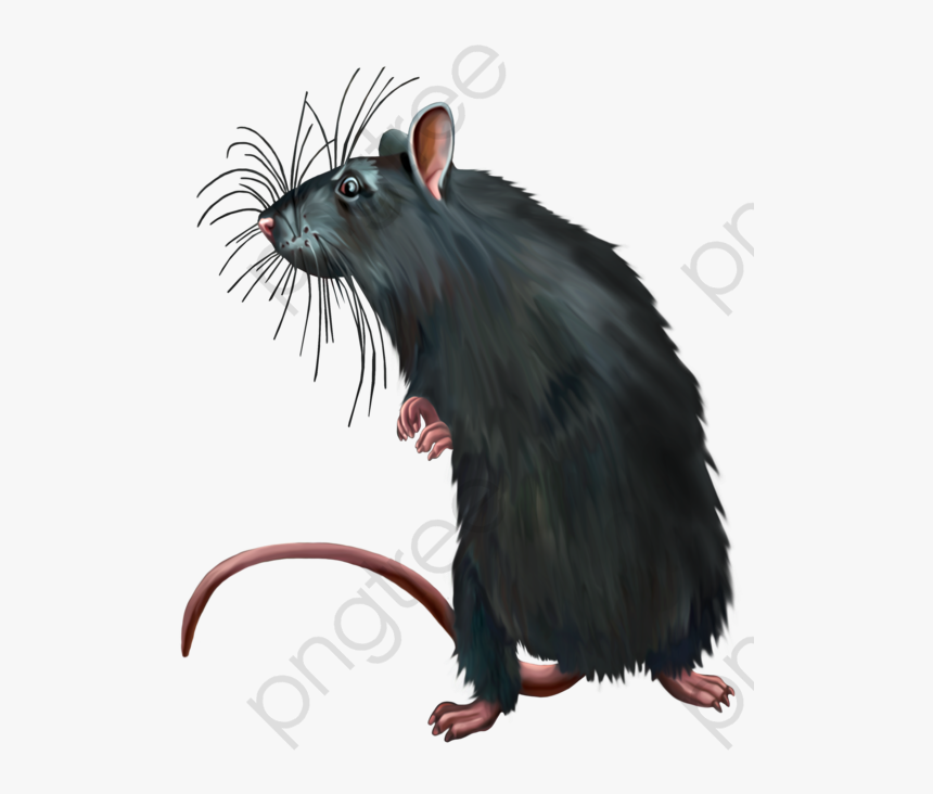 Dirty Mouse Animal Png - Png Rats, Transparent Png , Transparent Png ...