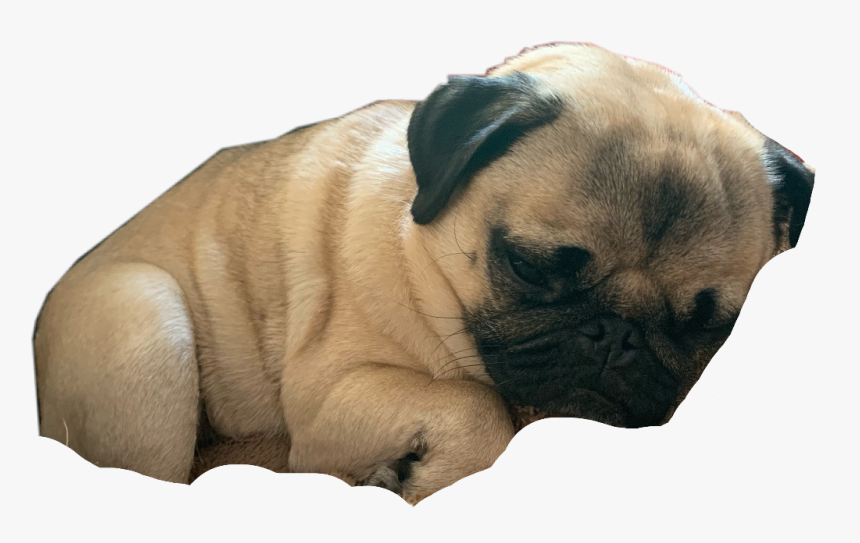 #pug #pugs #cute #pugo #freetoedit - Pug, HD Png Download , Transparent ...