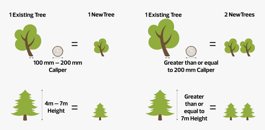 Tree Size In Mm, HD Png Download , Transparent Png Image - PNGitem
