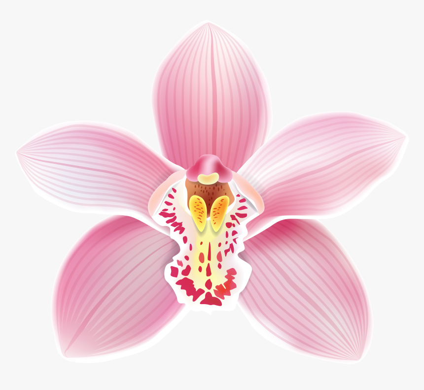 Orchid Clipart Petals, HD Png Download , Transparent Png Image - PNGitem