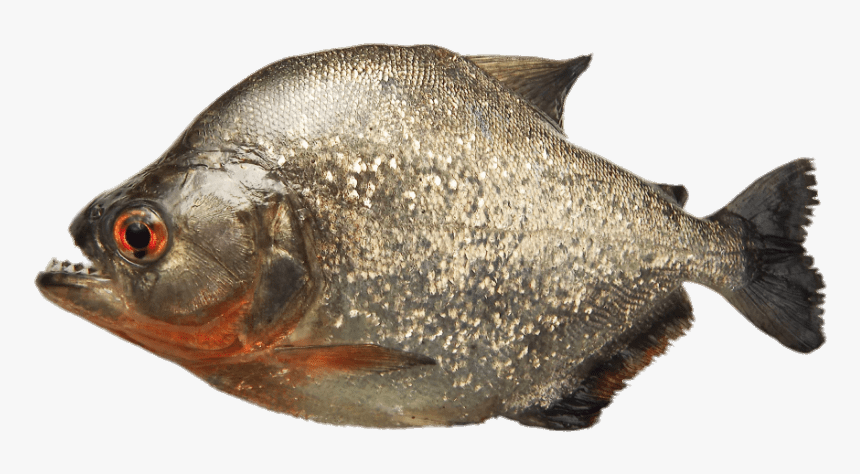 Grey Piranha - Piranha Fish, HD Png Download , Transparent Png Image ...