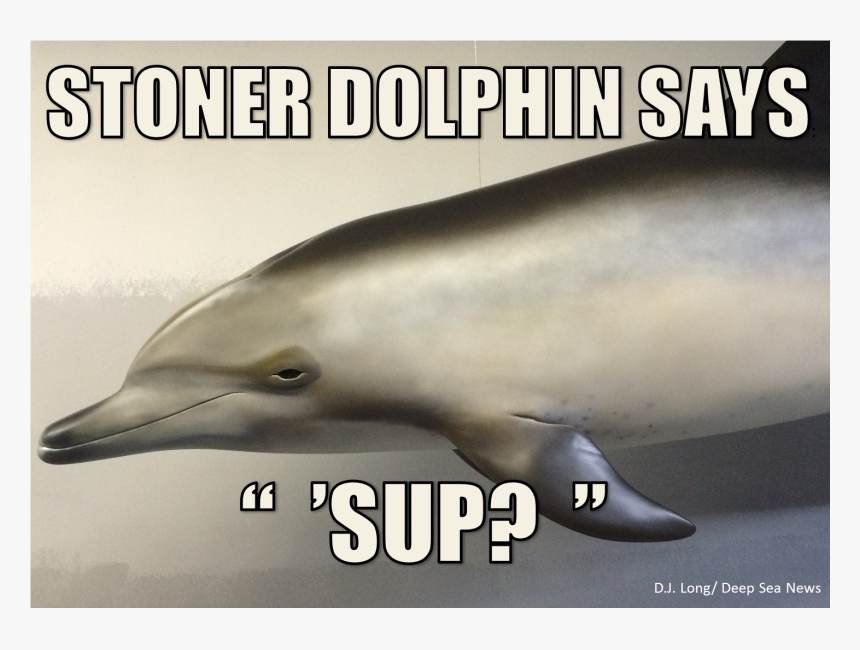 Miami Dolphins Cocaine Memes, HD Png Download , Transparent Png Image ...