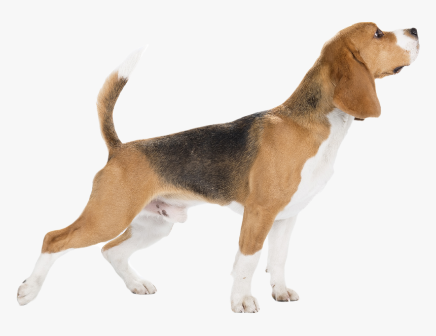 Foxhound - Beagle-harrier, HD Png Download , Transparent Png Image ...