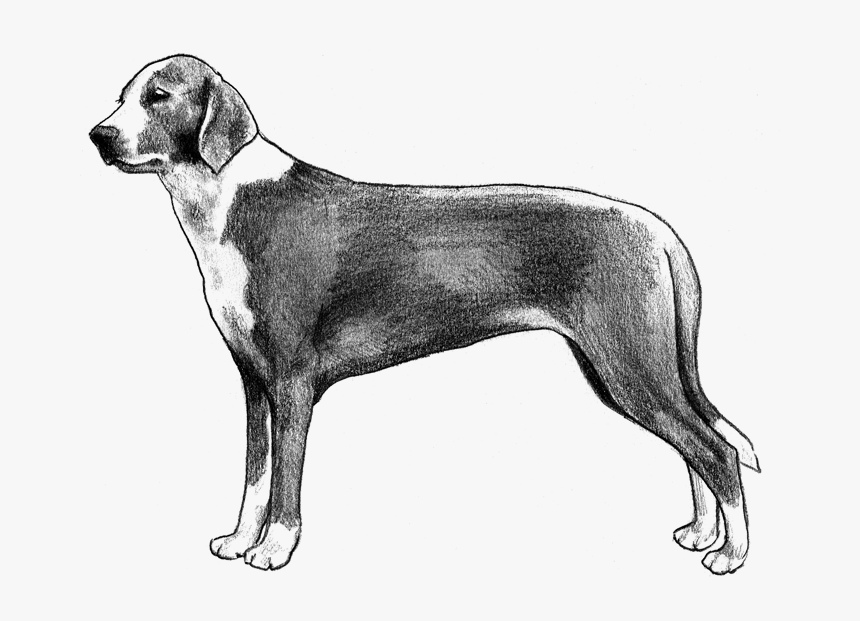 Posavac Hound - Harrier, HD Png Download , Transparent Png Image - PNGitem