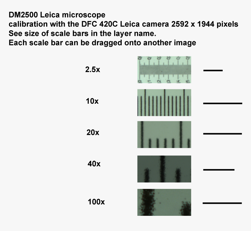 Transparent Scale Bar Png Scale Bar Microscopy Magnification Png