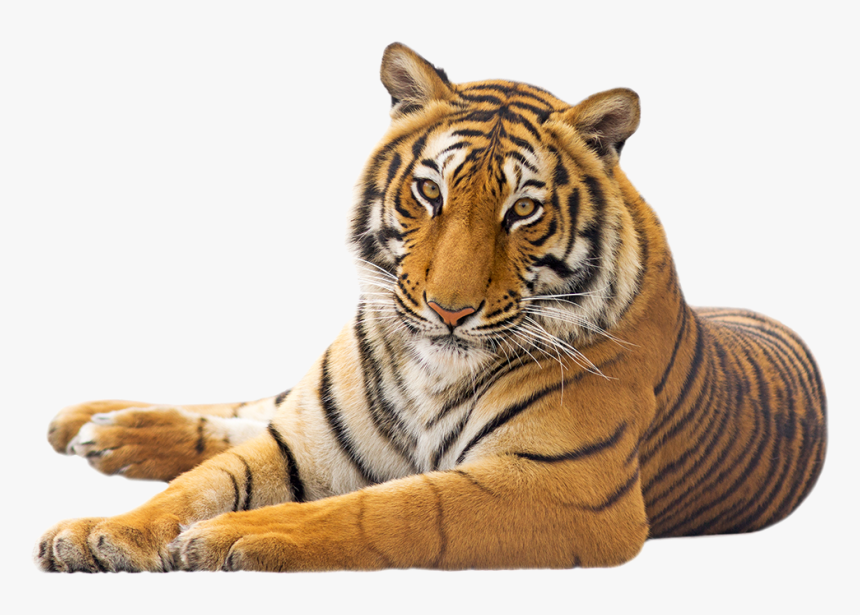 Tiger Photo White Background, HD Png Download , Transparent Png Image ...