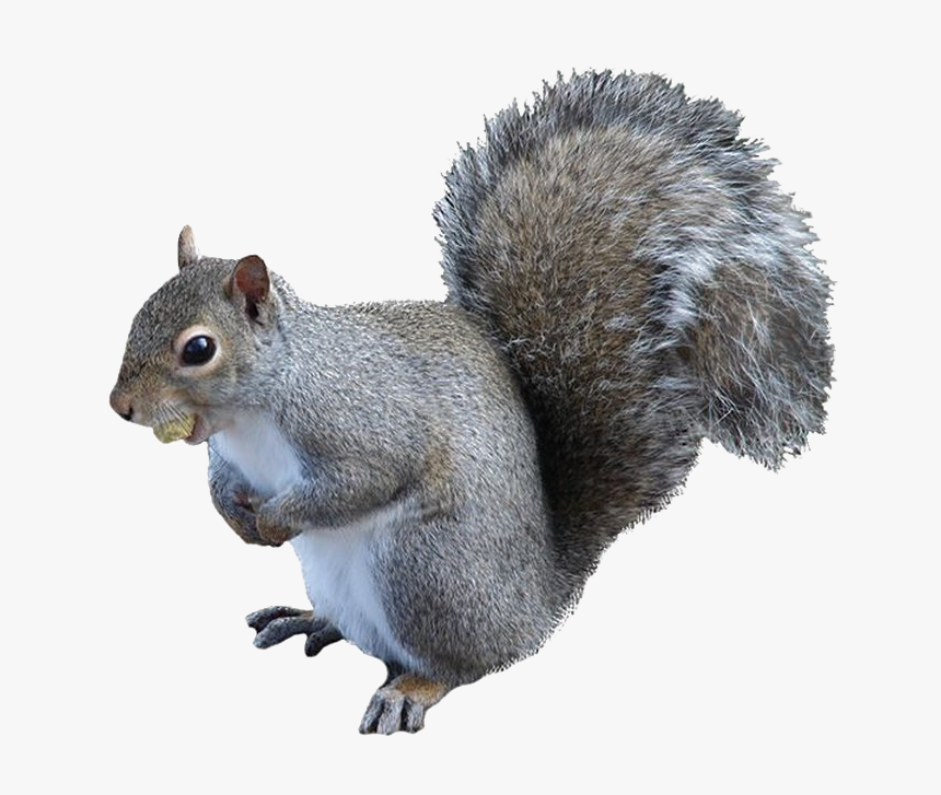 Transparent Squirrel Png - Red Squirrel In Minnesota, Png Download ...