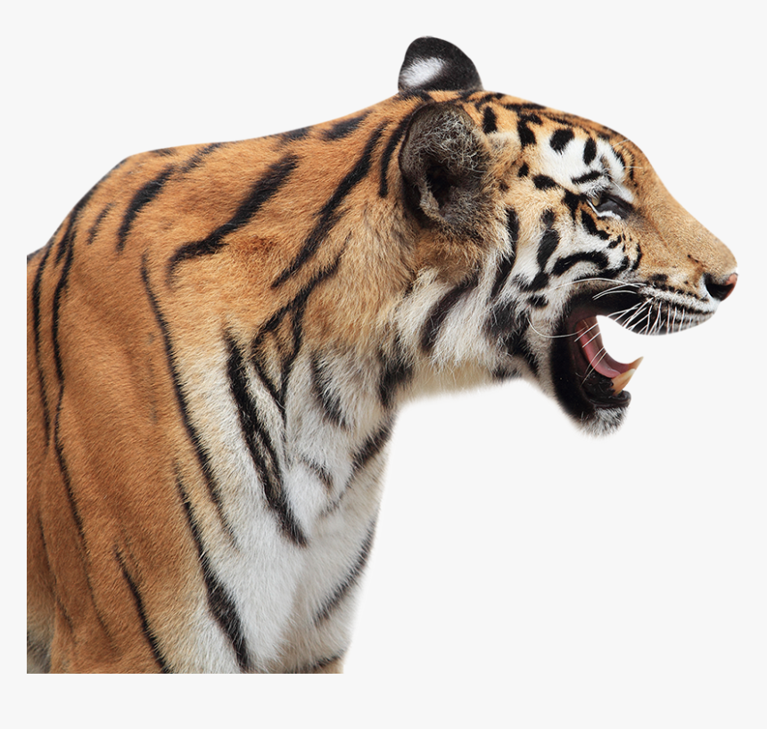 Circus Animals Png, Transparent Png , Transparent Png Image - PNGitem