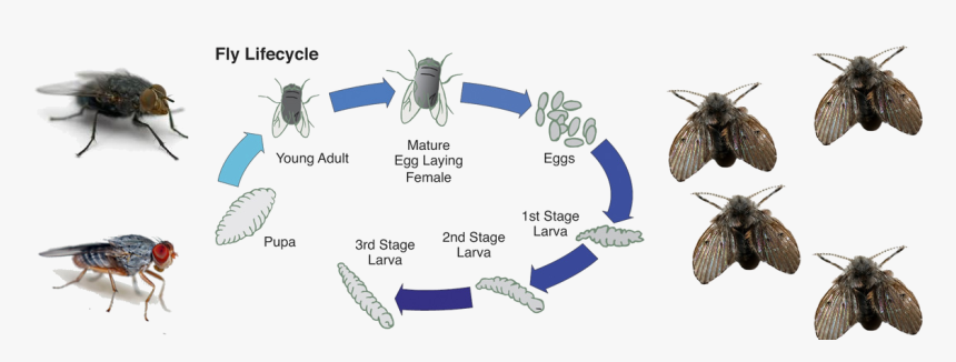 Life Cycle Of A Fly , Png Download - Carrion Fly Life Cycle ...