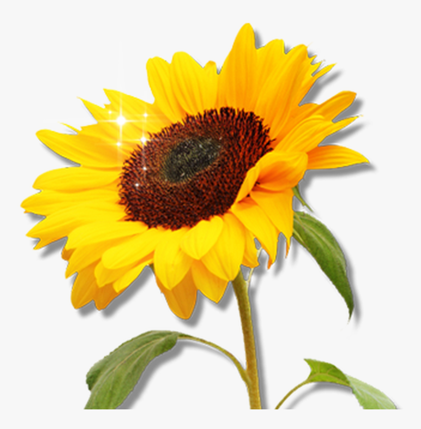 Sunflower Garden Clipart