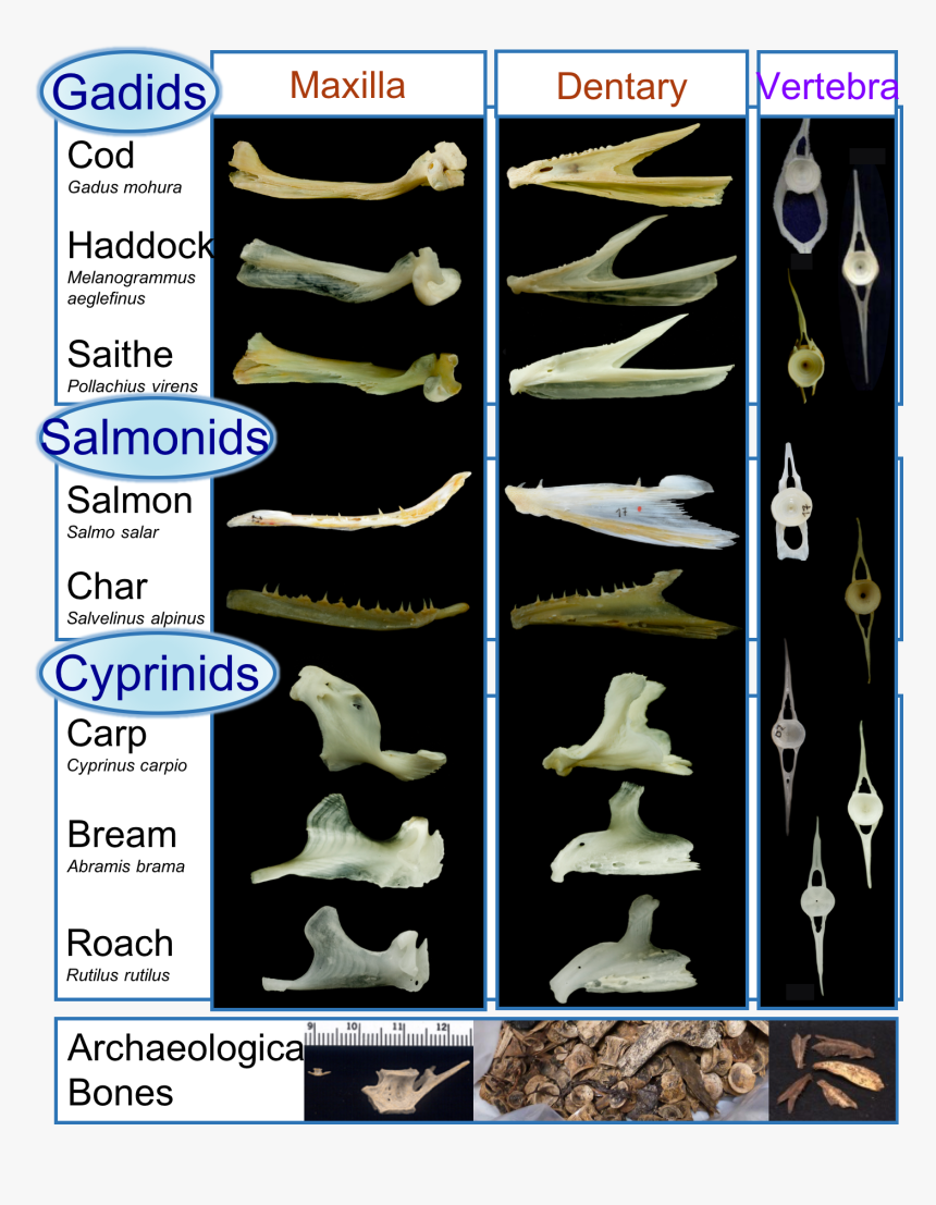 Identify Fish Bones, HD Png Download , Transparent Png Image - PNGitem