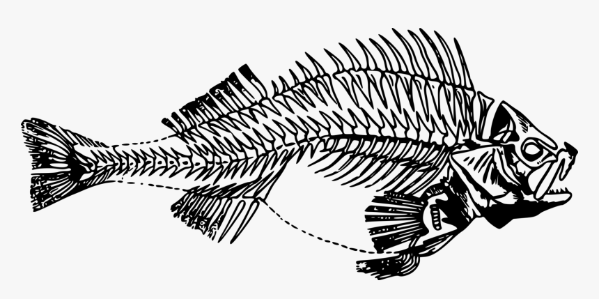 Line Art,skeleton,monochrome Photography - Fish Skeleton Transparent ...