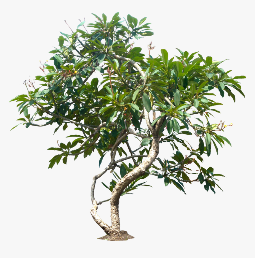 Jungle Trees Png Transparent, Png Download , Transparent Png Image ...