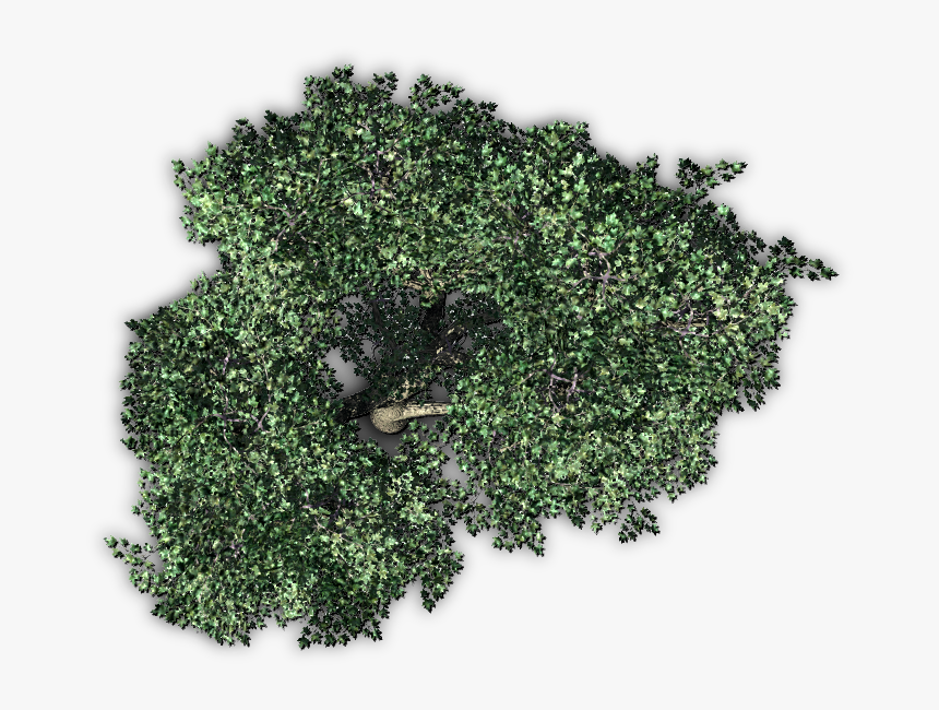 Transparent Tree Top Png - Png Tree Top View, Png Download ...