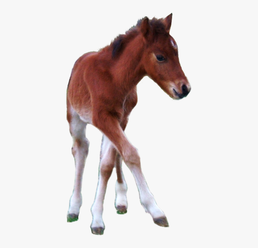 Horse And Foal Png - Horse Foal Transparent Background, Png Download ...