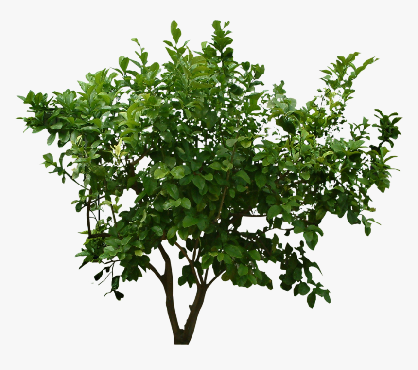 Bush Png Image With Trees Top View Psd - Bush Cut Out Png, Transparent ...