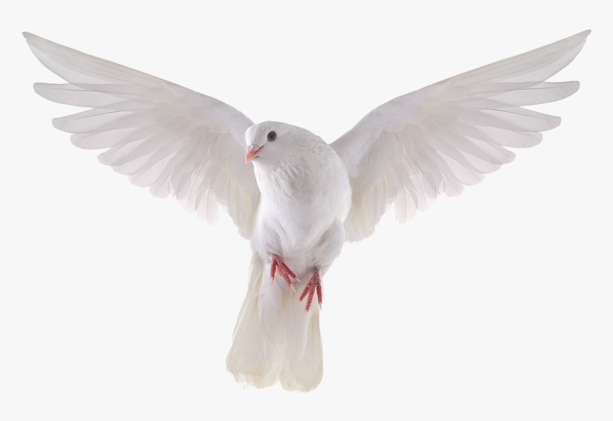 Columbidae Domestic Pigeon Bird Stock Photography Royalty-free - White ...