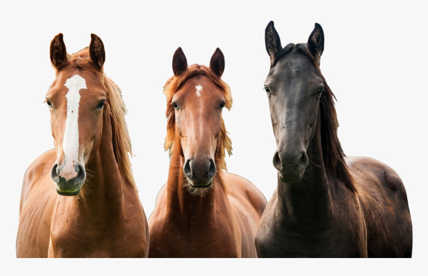 Foal - Horses Png, Transparent Png , Transparent Png Image - PNGitem