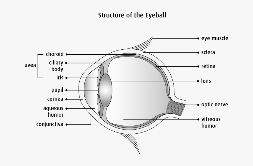 Clear Structure Of Eye, HD Png Download , Transparent Png Image - PNGitem