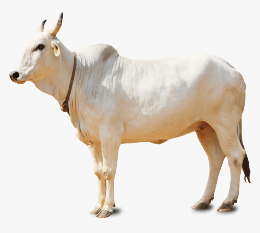 Indian Cow Png, Transparent Png , Transparent Png Image - PNGitem