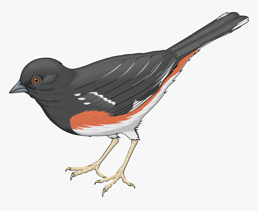 Grey Bird Png Clipart - Realistic Bird Clipart, Transparent Png ...