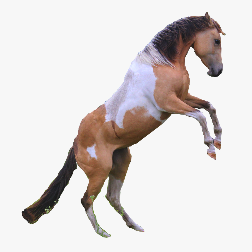 Transparent Horse Png - No Background Rearing Horse, Png Download ...
