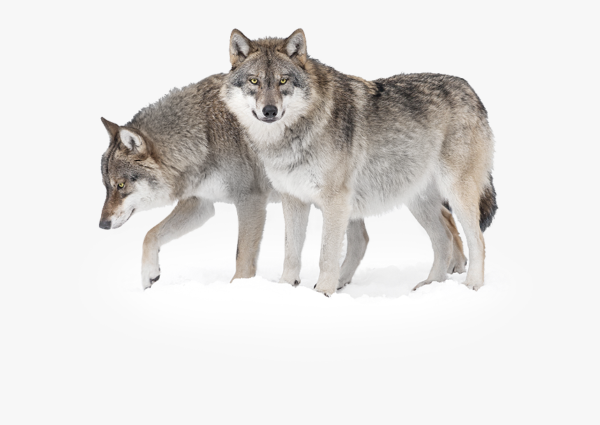 Taiga Animals Transparent, HD Png Download , Transparent Png Image ...