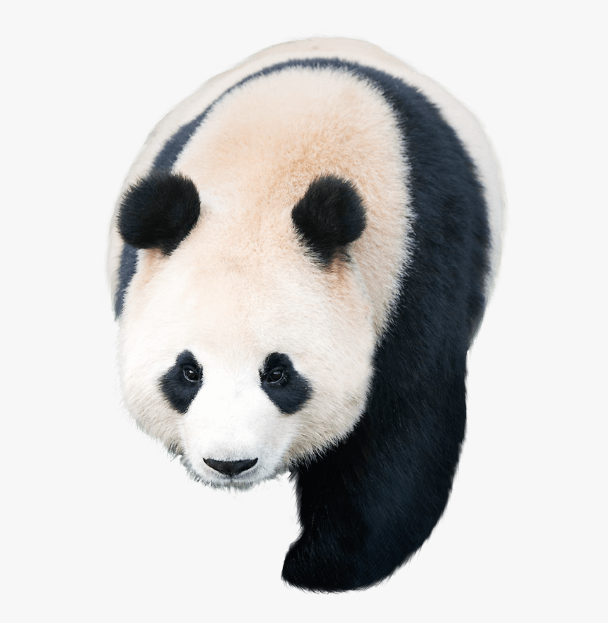 Giant Panda Pandas Kakao Games - Panda, HD Png Download , Transparent ...