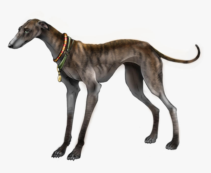 Polish-greyhound - Greyhounds Transparent, HD Png Download ...
