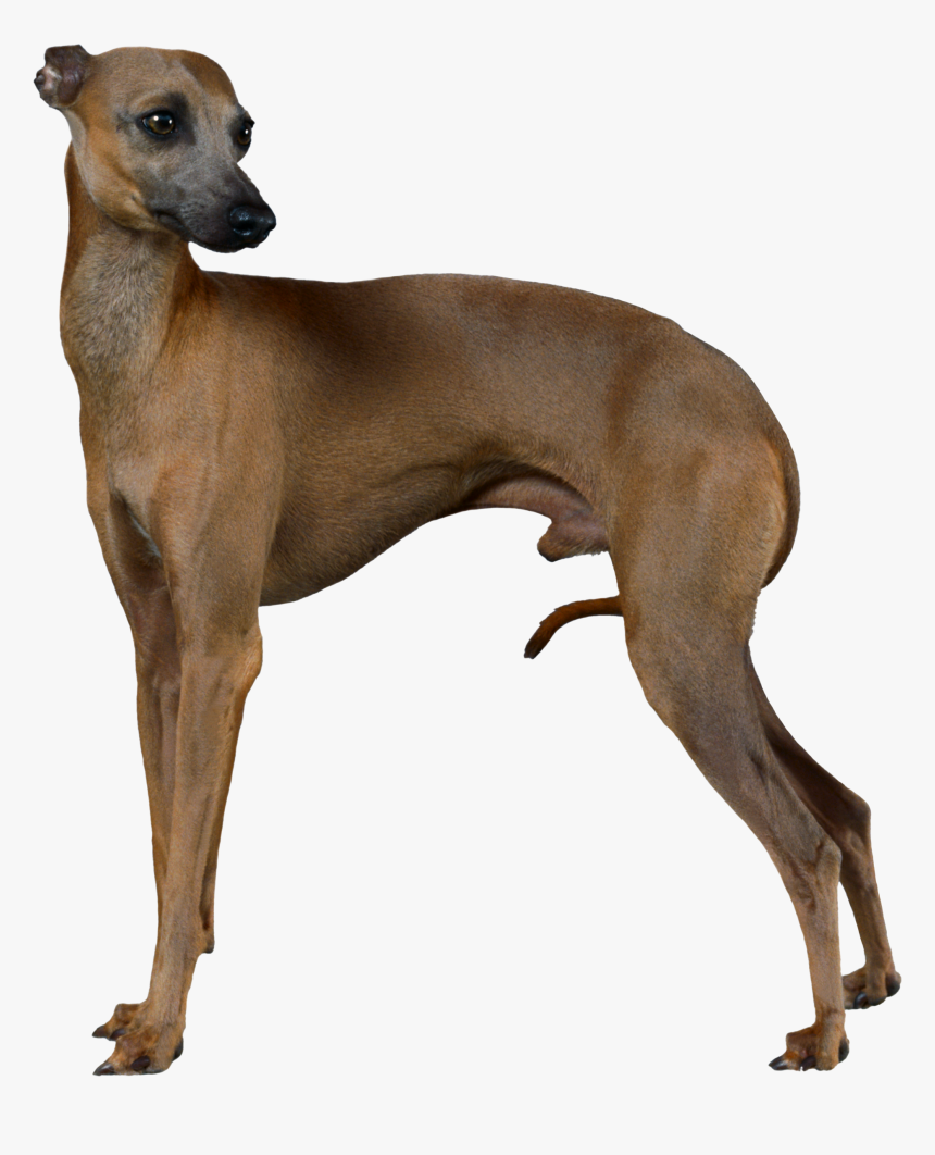 Transparent Greyhound Dog Clipart - Italian Greyhound Body, HD Png ...