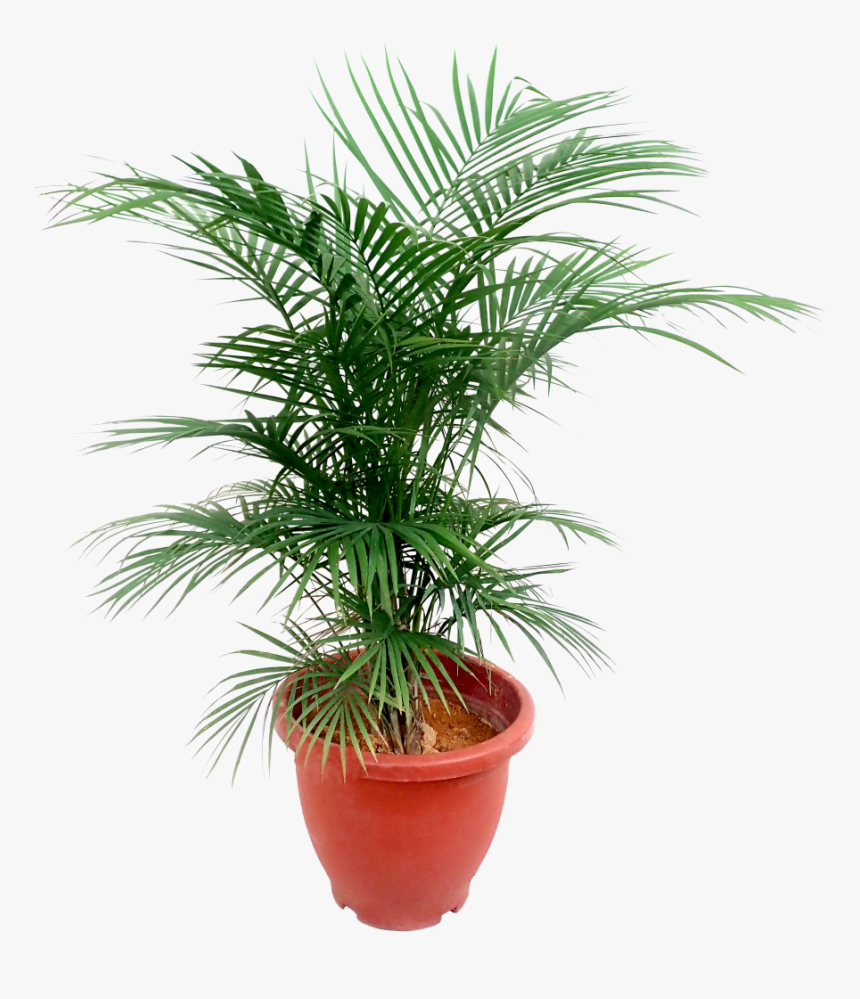 Java Palm Scientific Name, HD Png Download , Transparent Png Image ...