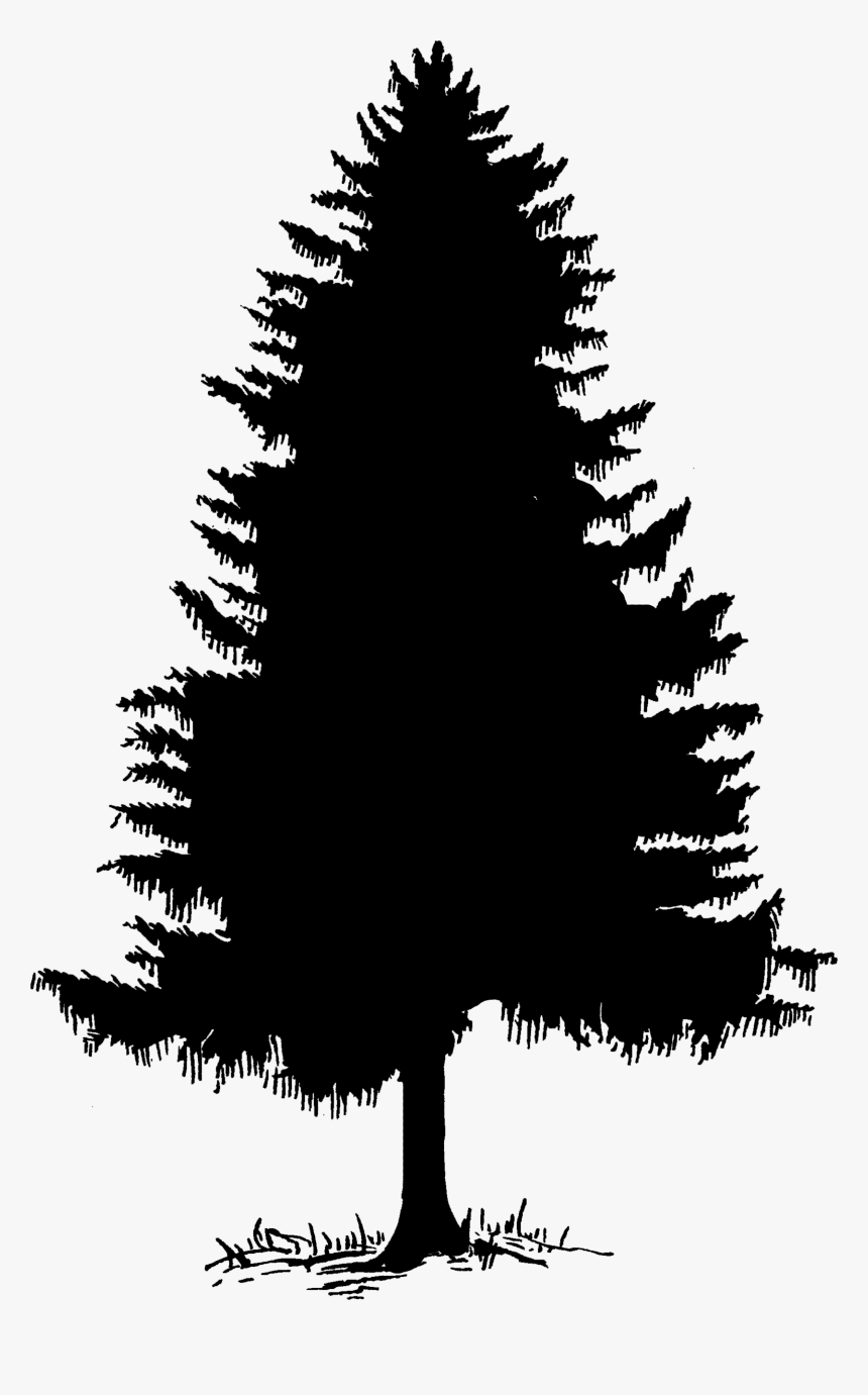 Cedar Tree Silhoutee